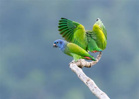 Pionus Parrot A Comprehensive Guide To The Pionus World