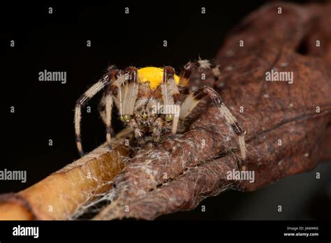 Marbled Orb Weaver Spider Araneus Marmoreus Var Pyramidatus Adult