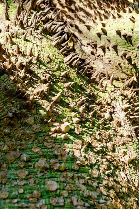 Close Up Of The Trunk Of An Exotic Tree Ceiba Speciosa Chorisia Tree Bark Covered With Many