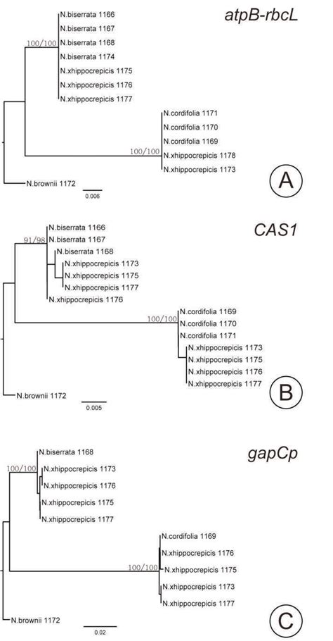 The Nj Trees Based On A Atpb Rbcl Intergenic Spacer B Cas1 Gene