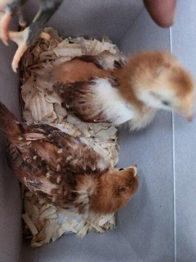 Sexing Rhode Island Reds Backyard Chickens Learn How To Raise Chickens