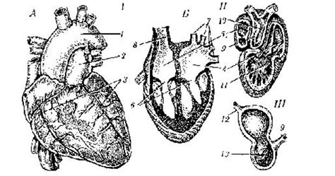 Доц Лиляна Мирчева Сърдечно съдовите заболявания причина номер едно