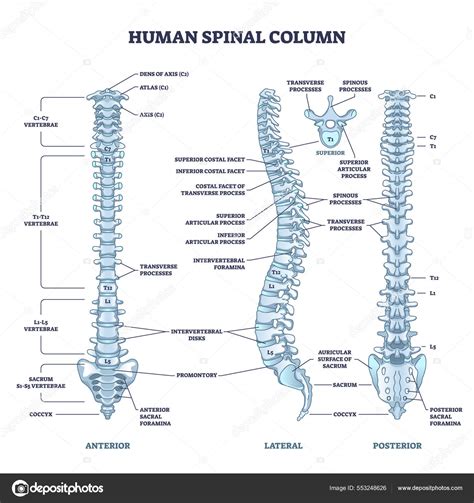 Human Spinal Column With Backbone And Spine Skeletal Anatomy Outline