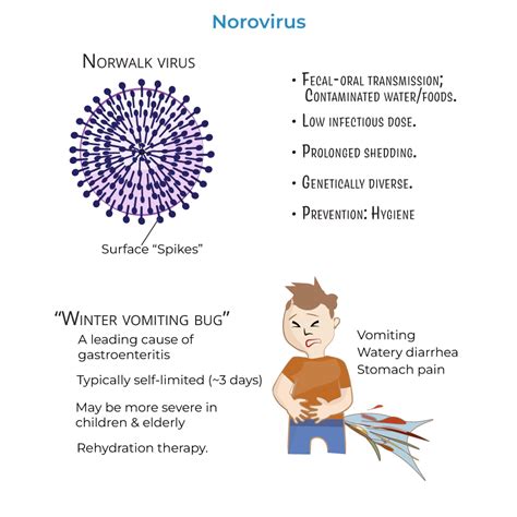 Immunology Microbiology Glossary Norovirus Caliciviridae Ditki