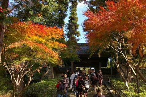 鎌倉の秋2006 12 2 3円覚寺の紅葉も真盛り北道倶楽部