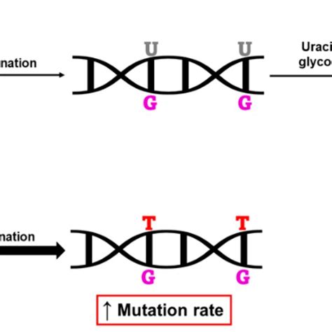 Schematic Illustration Of The Difference Between The Deamination