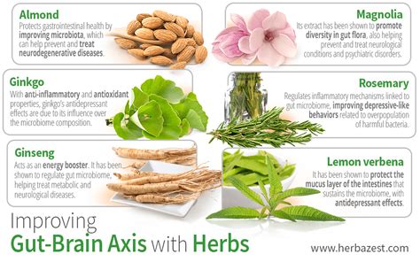 Improving Gut Health With Herbs Herbazest