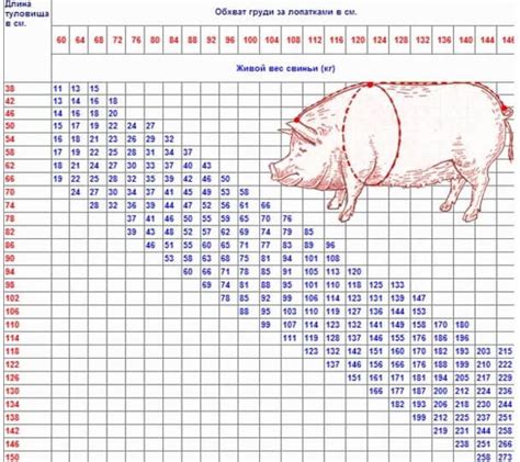 Как определить вес свиньи по таблице замеров по возрасту по коэффициенту упитанности