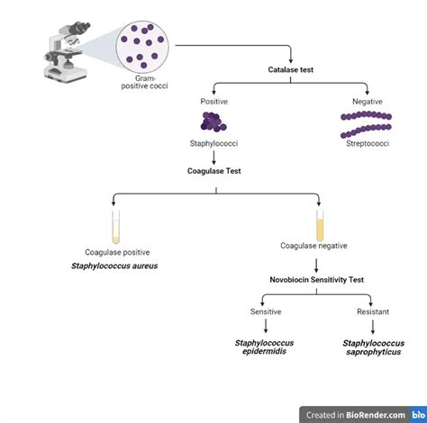 Gram Negative Cocci Flow Chart
