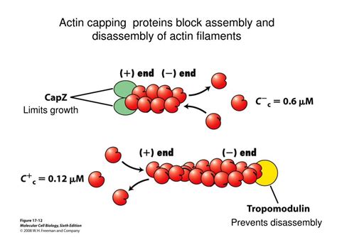 What Is The Function Of Cap Binding Protein At Jason Lindstrom Blog