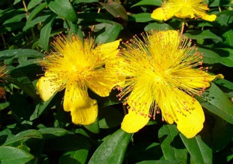 نبتة سانت جون زراعة ورعاية في الحقول المفتوحة ، خصائص مفيدة