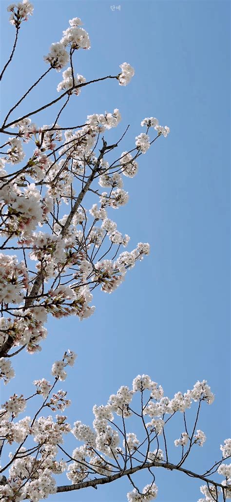갤럭시 아이폰 핀터레스트 감성 봄 배경화면 아이폰 벚꽃 배경화면