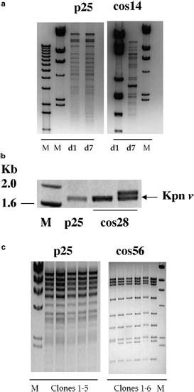 Allele Replacement An Application That Permits Rapid Manipulation Of Herpes Simplex Virus Type