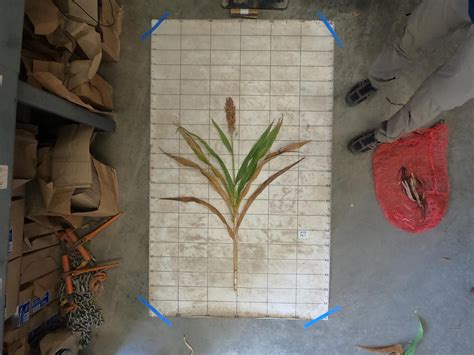 Sorghum Maturity Plant Detection Object Detection Dataset By Ciampittilab