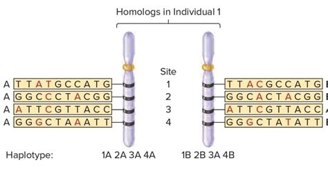 Hanaa Fayed On Linkedin A Schematic Representation Of Haplotypes On A Human Chromosome‼️ This…