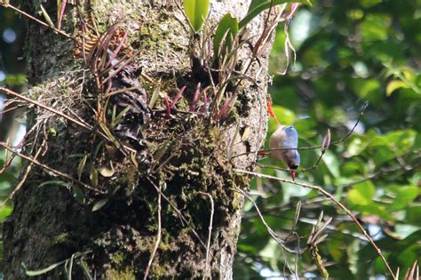 Sittidae Nuthatches Adelaide Ornithologists Club