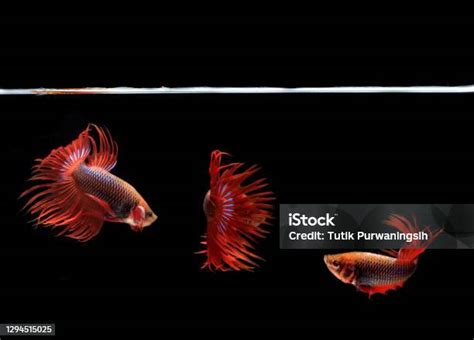 블랙 배경에서 남성 레드 베타 쿠팡 샴 파이팅 피쉬 세리트 또는 크라운테일 포즈 3개 물고기에 대한 스톡 사진 및 기타 이미지 물고기 싸우기 감금 상태 Istock