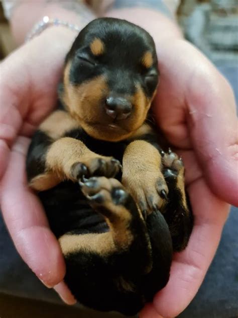 Srnin Pinč