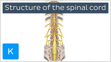 Functions Of The Spinal Cord