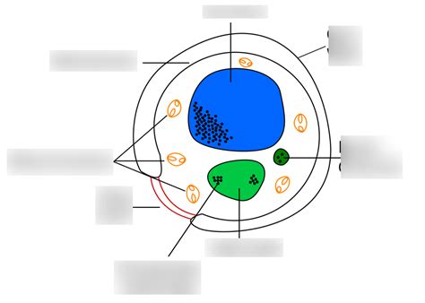Fungi And Spores Diagram Quizlet