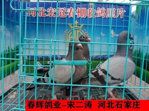 春辉鸽业 宋二涛 zimgs
