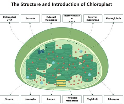 Free Chloroplast Diagram And Structure