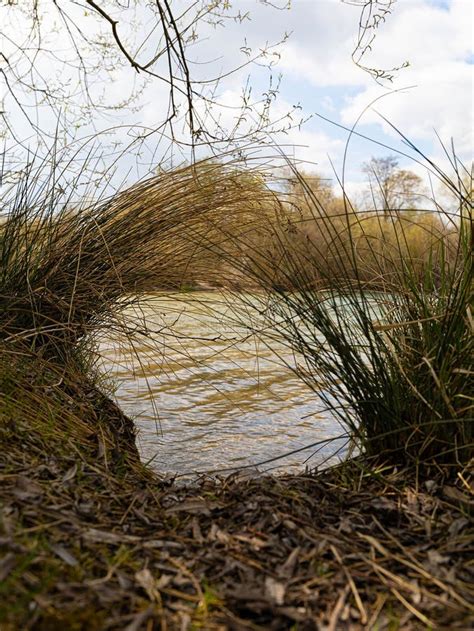 The Grass Bushes Leaned So That They Created An Arch Stock Image