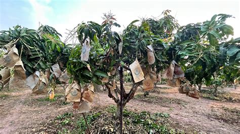 สวนมะม่วงน้องอิมอิมพิษณุโลก สวนมะม่วงน้องอิมอิมพิษณุโลก