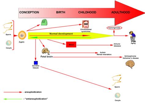 Current Concepts In Biology Of Chromosomal Mosaicism Somatic Germline