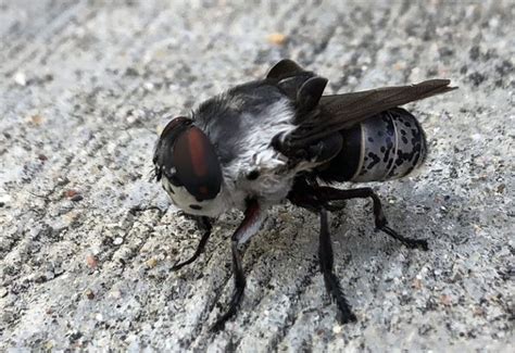 What Are Bot Flies What You Should Know For Your Safety What S That Bug