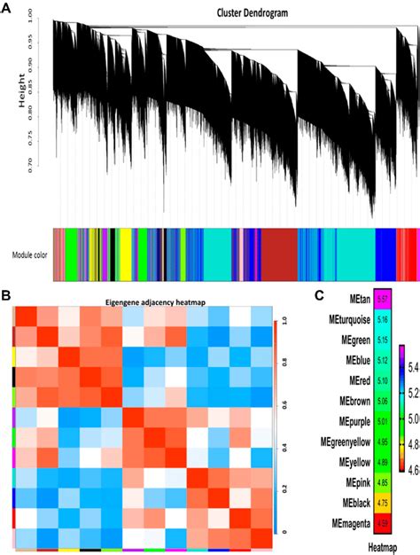 Weighted Gene Coexpression Network Analysis Wgcna A Dendrogram Of