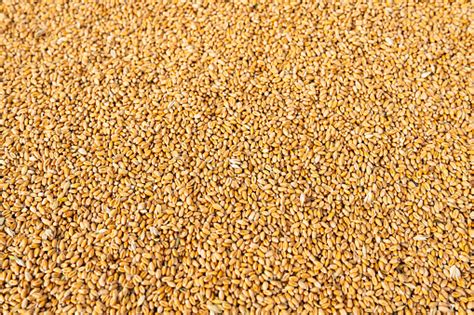 수확 후 잘 익은 밀의 배경 곡물 농촌 경제 배경 비문을위한 장소 가득 찬에 대한 스톡 사진 및 기타 이미지 가득 찬 계절 곡초류 Istock