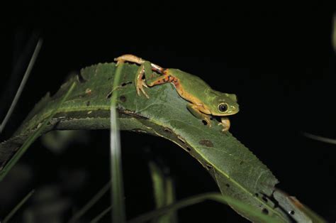 AnfÍbios AmeaÇados De ExtinÇÃodesafios Da Ciência Para A Conservação