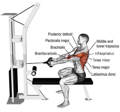 Unveiling The Power Of The Seated Low Row Exercise