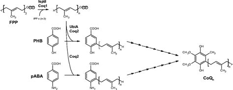Proposed Coenzyme Q CoQ Biosynthetic Pathway The Biosynthetic Download Scientific Diagram