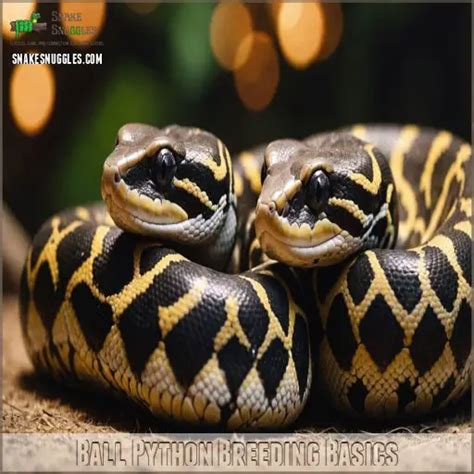 Ball Python Breeding Program Essential Guide For Success