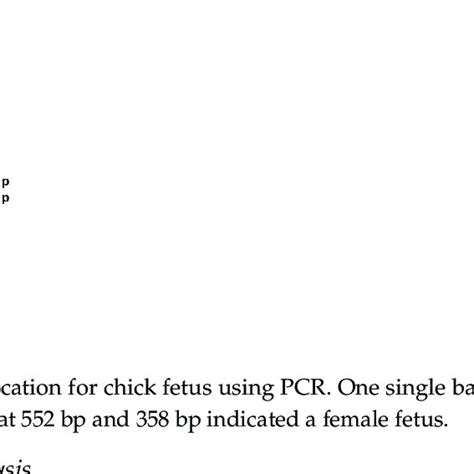 Sex Identification For Chick Fetus Using Pcr One Single Band At 552 Bp