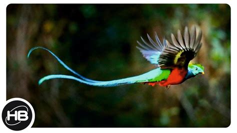 10 Птиц с Самыми Длинными Хвостами Youtube