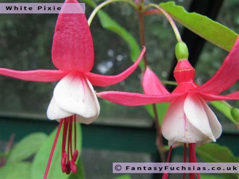 White Pixie Fantasy Fuchsias Est 1992