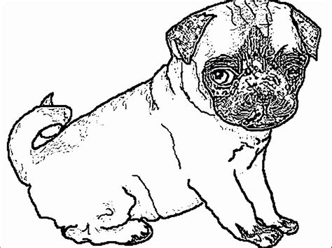 Мопс раскраска 51 фото картинки Sobakovod Club