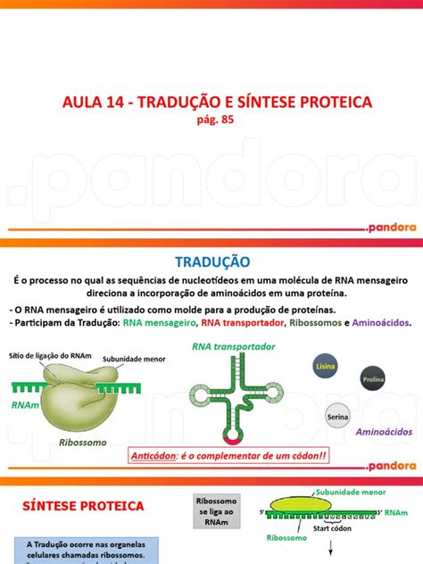 14 Tradução Síntese Proteica Pdf