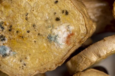 Spoiled And Covered With Mold Sliced Ginger Stock Image Image Of Brown Mould 286258201