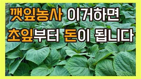 6 깻잎농사 이거하면 초잎부터 돈이 됩니다 천연비료 무농약 친환경농업 식물영양제 막걸리비료 텃밭 전원생활 채소 화초 퇴비 식물 식물살충제 Youtube