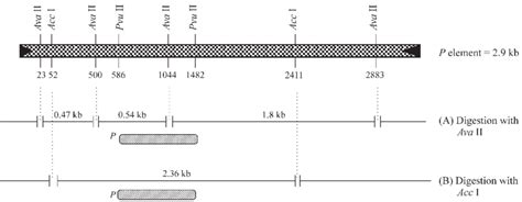 Partial Restriction Site Of The Canonical P Element With Schematic