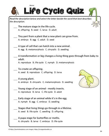 Life Cycle Quiz Worksheets