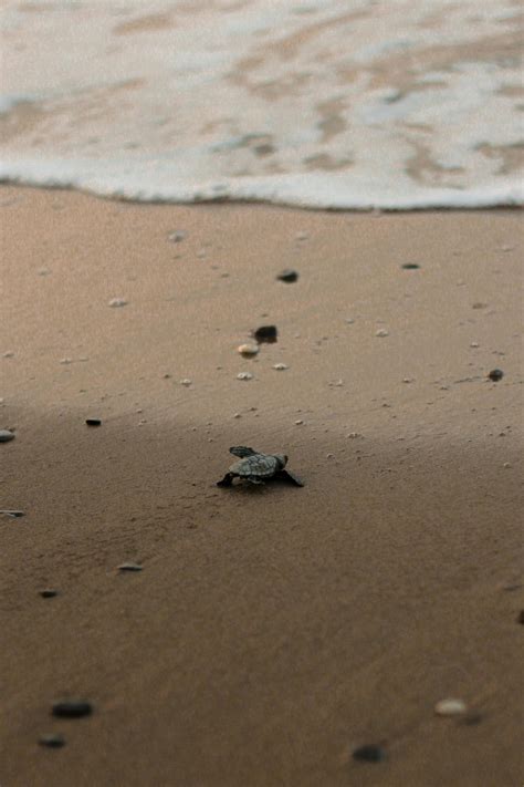 Cute Sea Turtle Photos Download The Best Free Cute Sea Turtle Stock
