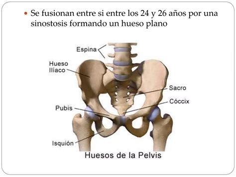 Hueso De La Pelvis Ppt
