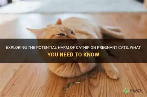 Exploring The Potential Harm Of Catnip On Pregnant Cats What You Need To Know ShunCy