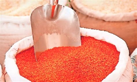 Masur Production May Touch Record 1 6 Mn Tonnes Govt The Hitavada
