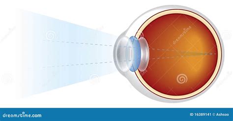 Eyeball Cross Section Illustrated Stock Illustration Illustration